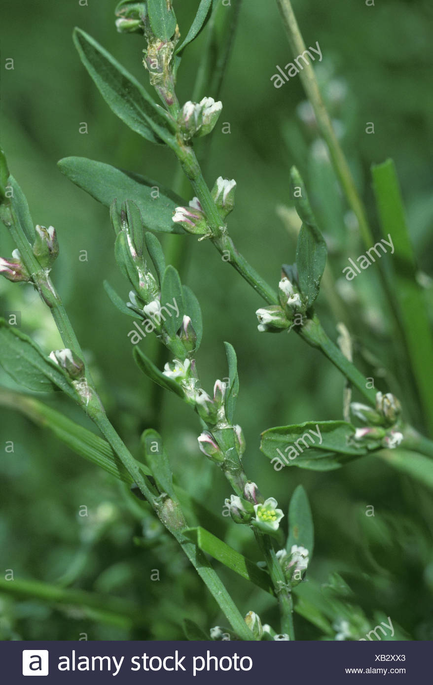 Polygonum Aviculare High Resolution Stock Photography and Images - Alamy
