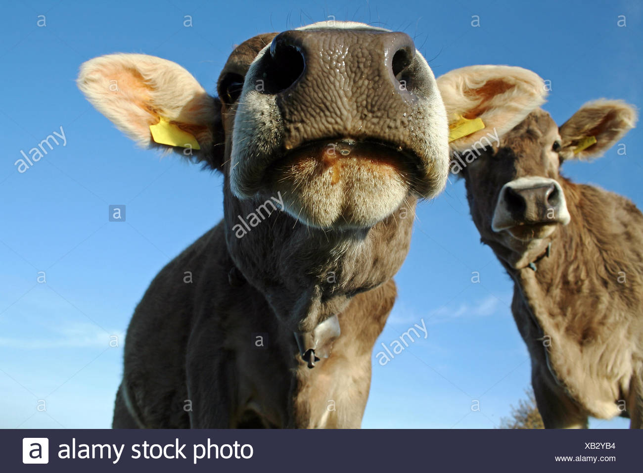 Slobbering Stock Photos & Slobbering Stock Images - Alamy