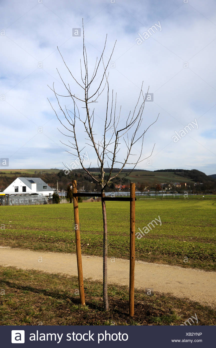Tree Staking Stock Photos & Tree Staking Stock Images - Alamy