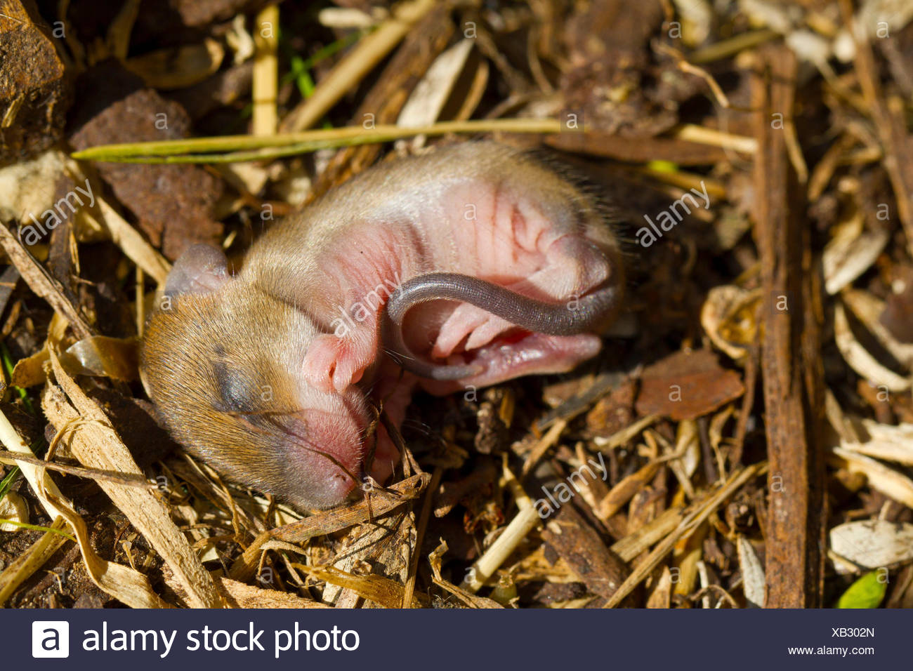 Mouse Nest High Resolution Stock Photography and Images - Alamy