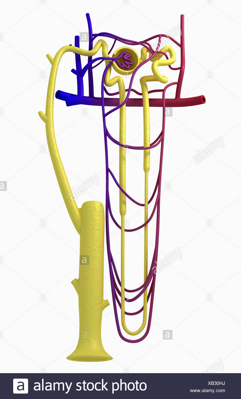 Proximal Convoluted Tubule High Resolution Stock Photography and Images ...