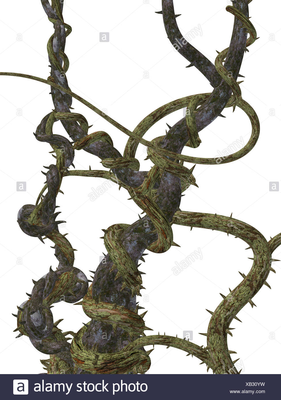 Bramble Climbing High Resolution Stock Photography and Images - Alamy