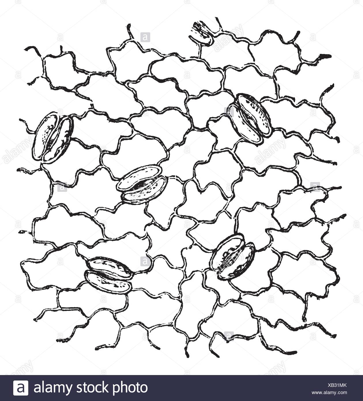 Stomata Stock Photos & Stomata Stock Images - Alamy