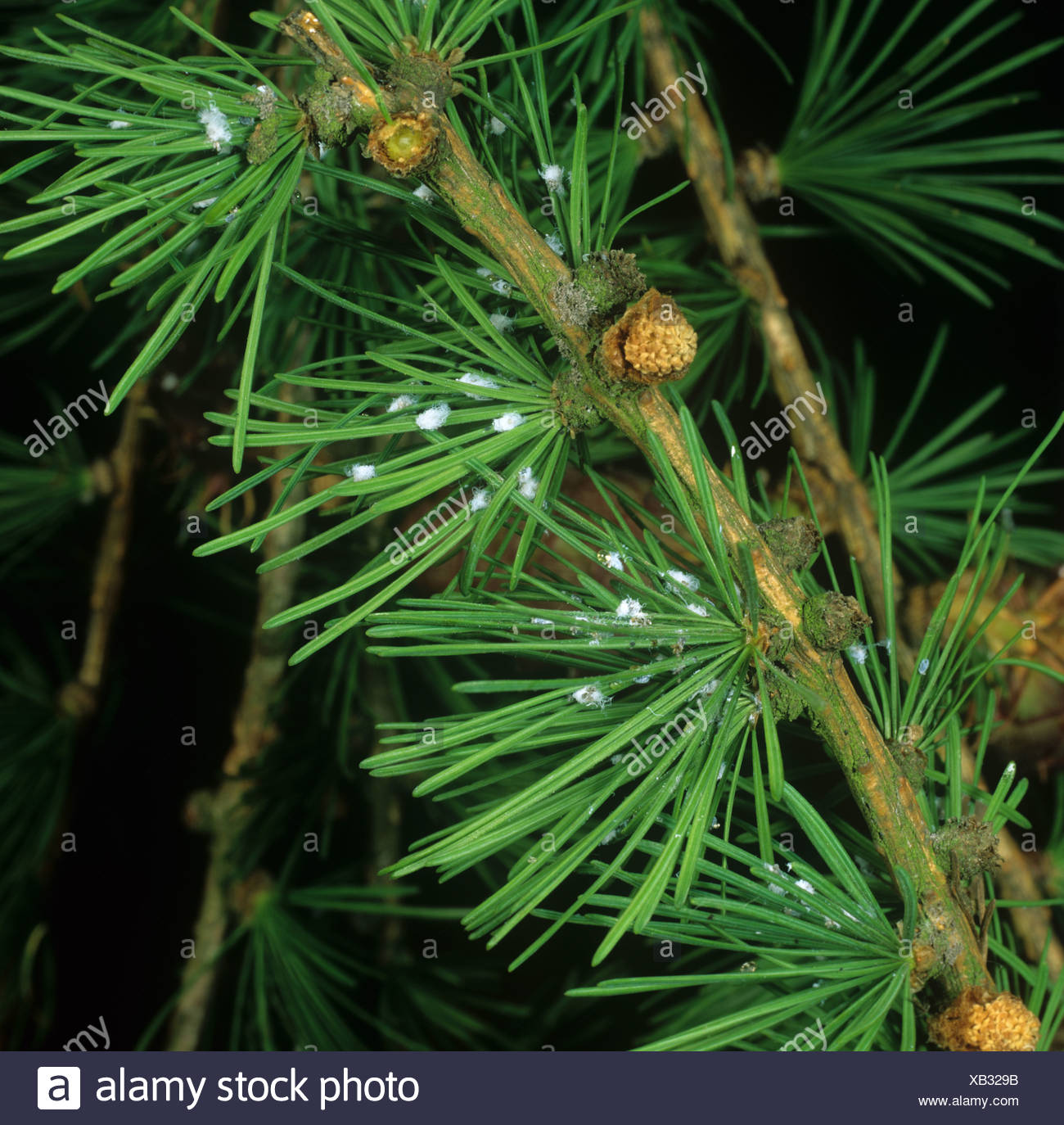 Larch Needles High Resolution Stock Photography and Images - Alamy