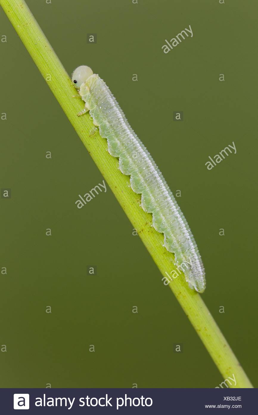 Butterfly Larvas High Resolution Stock Photography and Images - Alamy