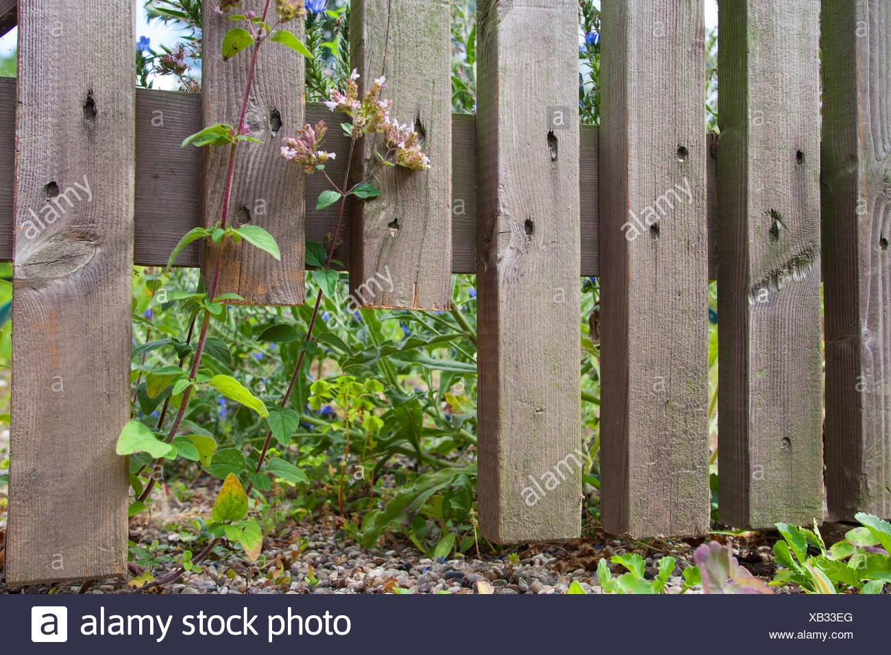 Hedgehog Hole In Fence High Resolution Stock Photography and Images - Alamy