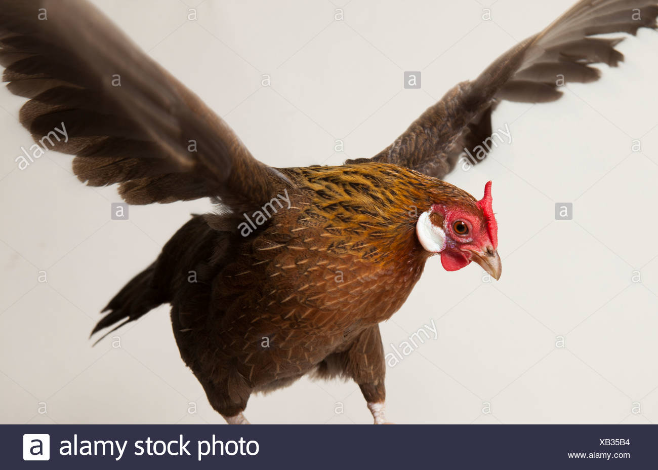 Chicken Flapping Wings High Resolution Stock Photography and Images - Alamy