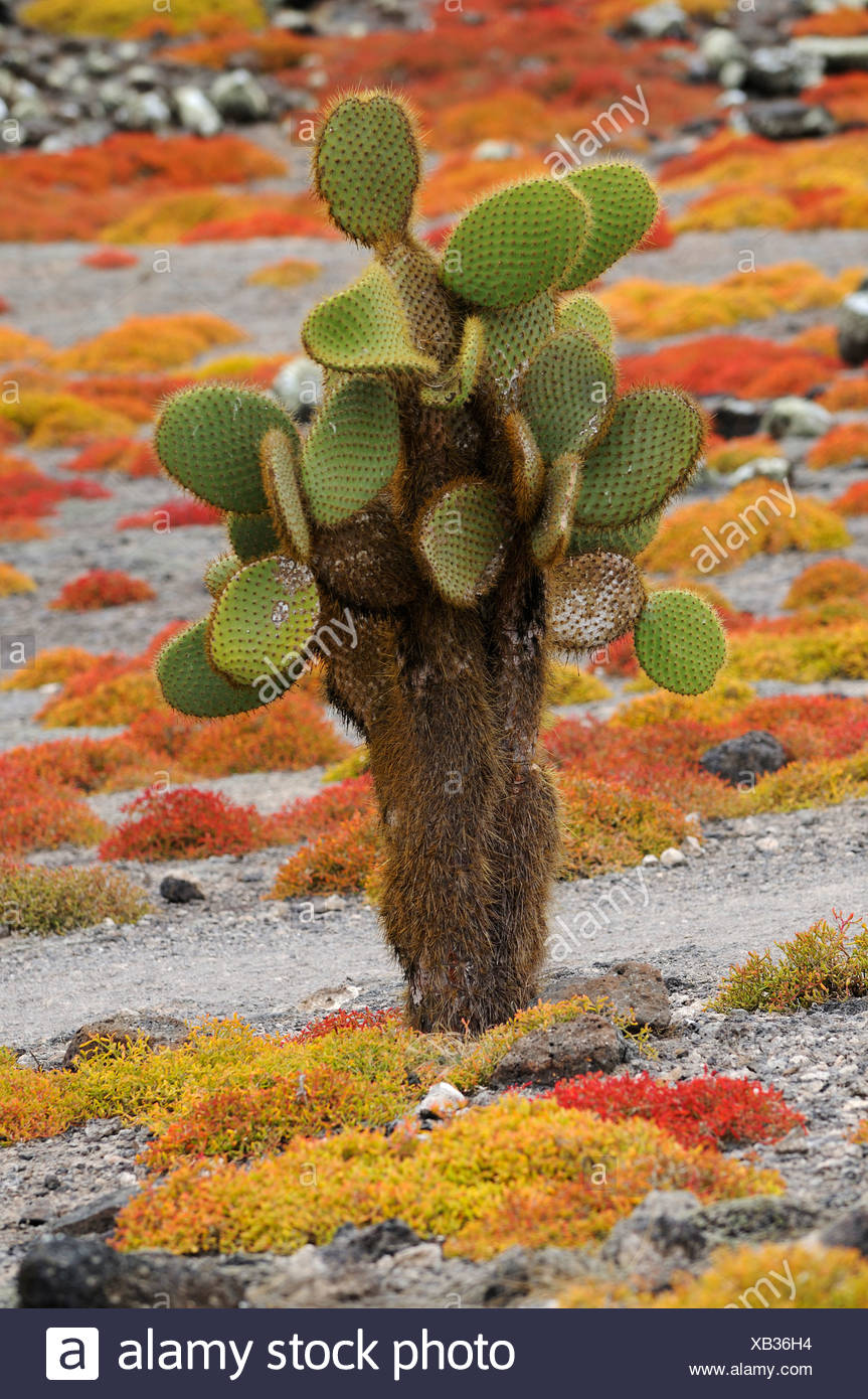 Galapagos Islands Flora High Resolution Stock Photography and Images ...