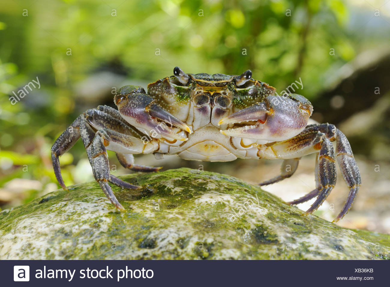 Potamon Fluviatile Stock Photos & Potamon Fluviatile Stock Images - Alamy