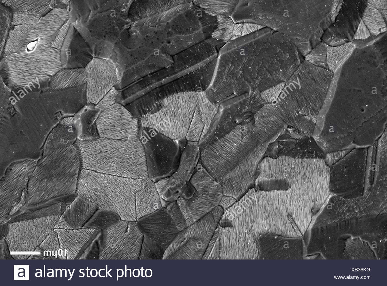 Scanning Electron Microscopy Stock Photos & Scanning Electron Microscopy Stock Images - Alamy