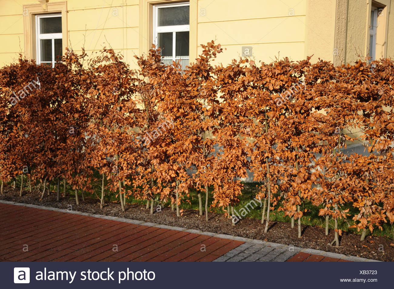 Beech Hedge Trees High Resolution Stock Photography and Images - Alamy