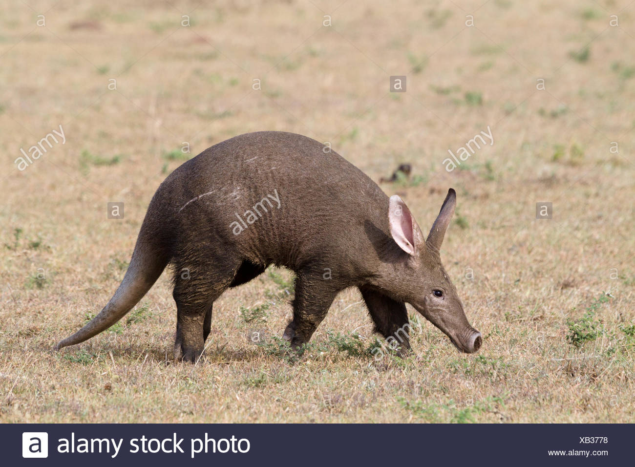 Orycteropus High Resolution Stock Photography and Images - Alamy