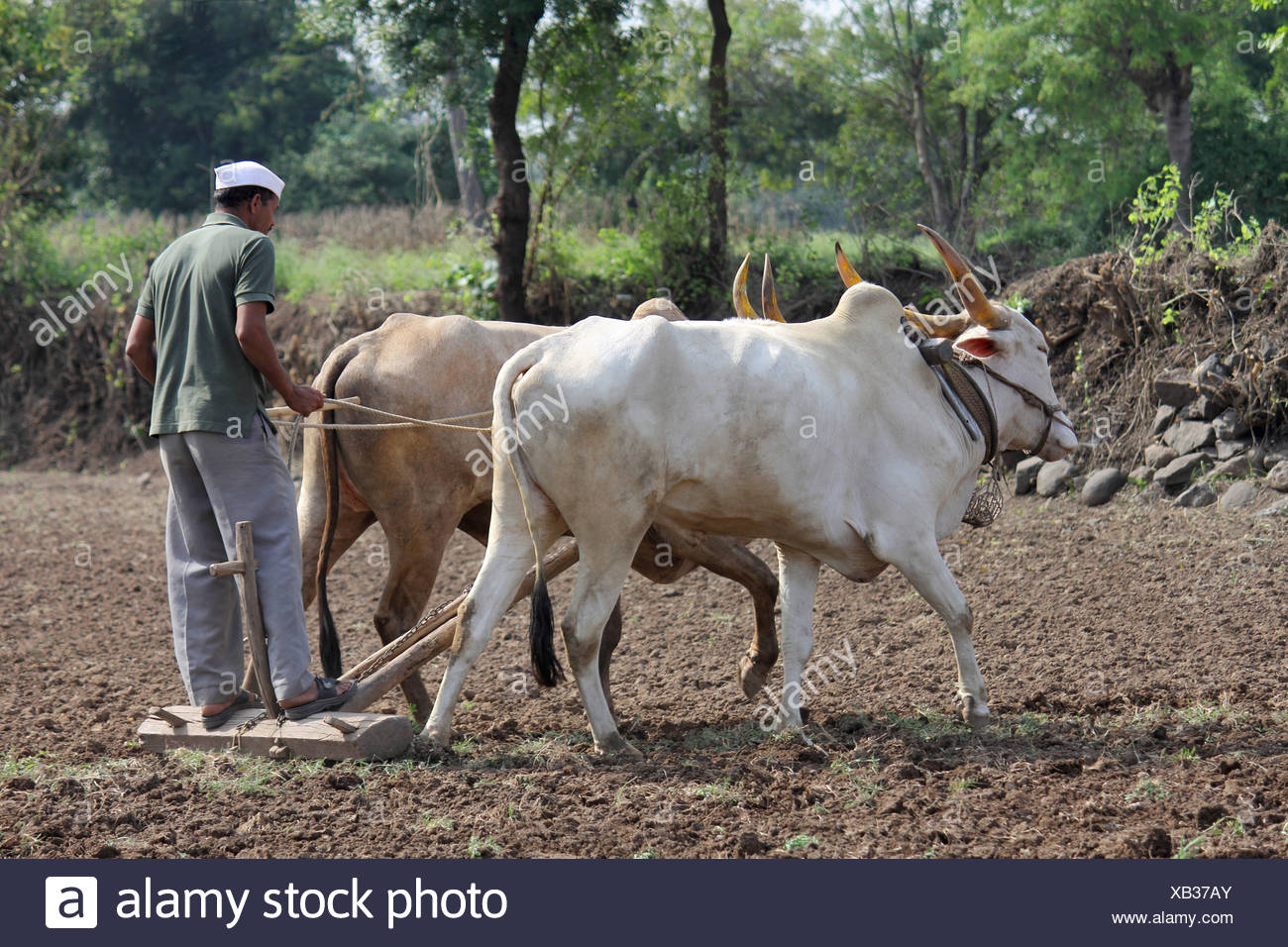 Bulls Plough High Resolution Stock Photography and Images - Alamy