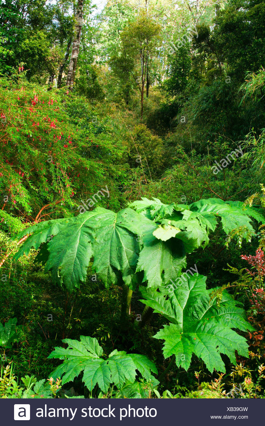 Nalca Stock Photos & Nalca Stock Images - Alamy