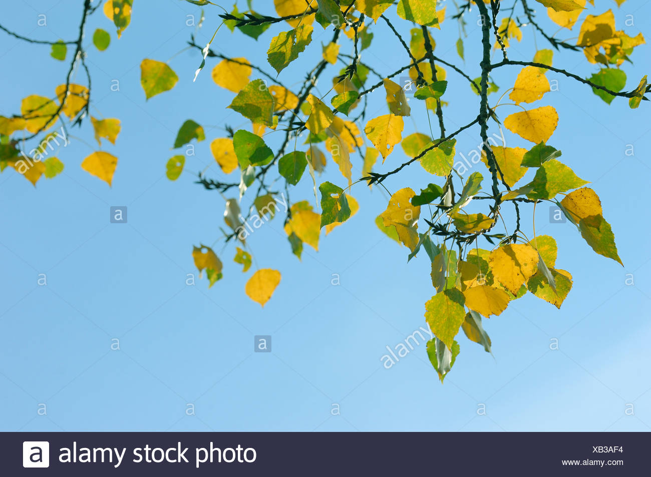 Populus X Canadensis Leaves High Resolution Stock Photography and ...