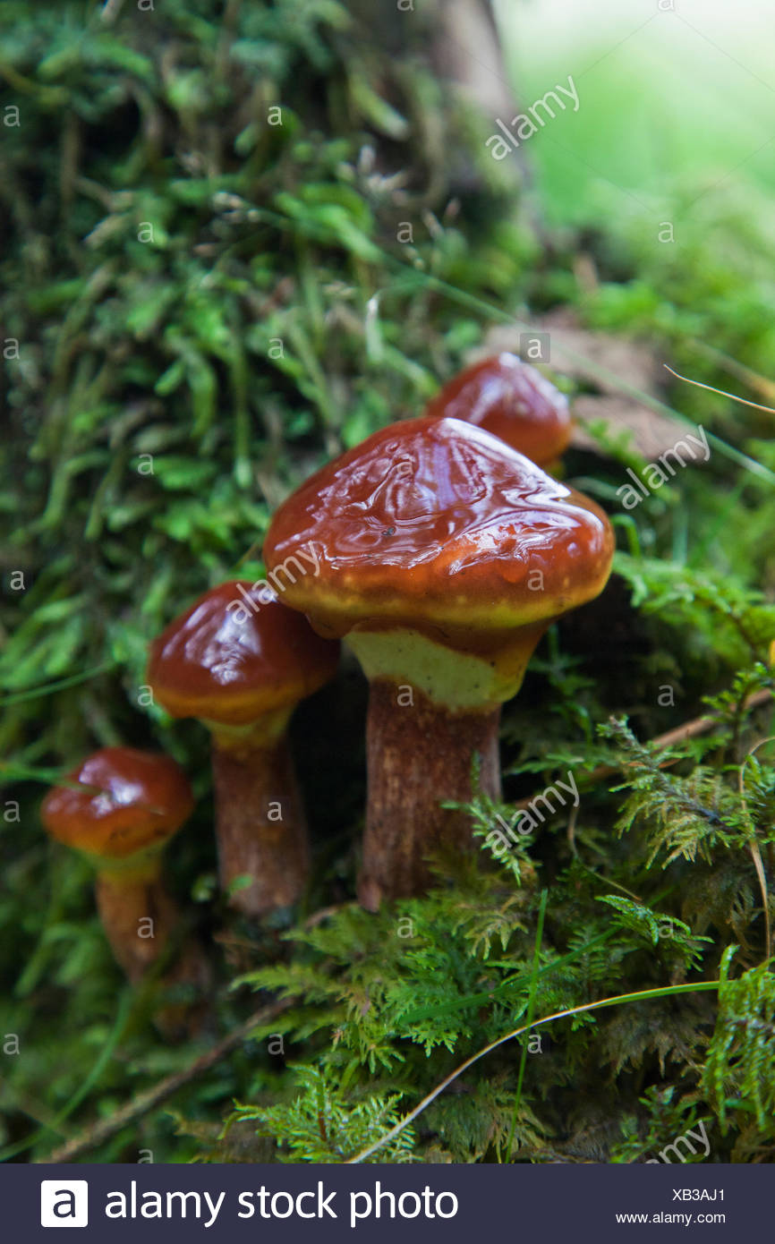 Scotland Forest Mushrooms Stock Photos & Scotland Forest Mushrooms ...