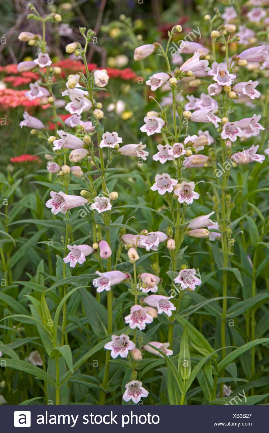 Penstemon High Resolution Stock Photography and Images - Alamy