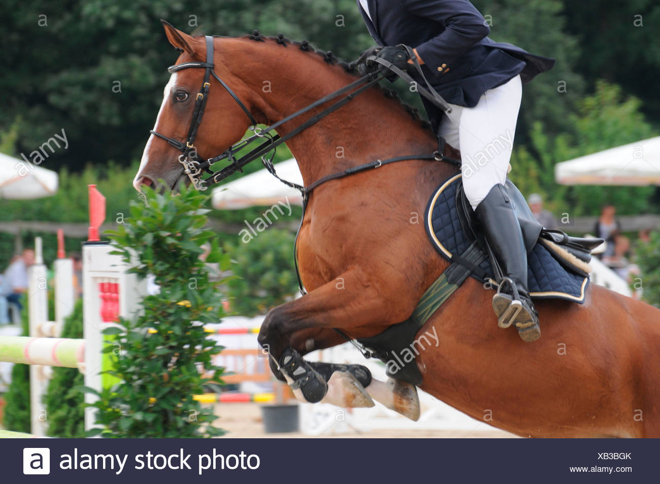 Pelham Bit High Resolution Stock Photography and Images - Alamy