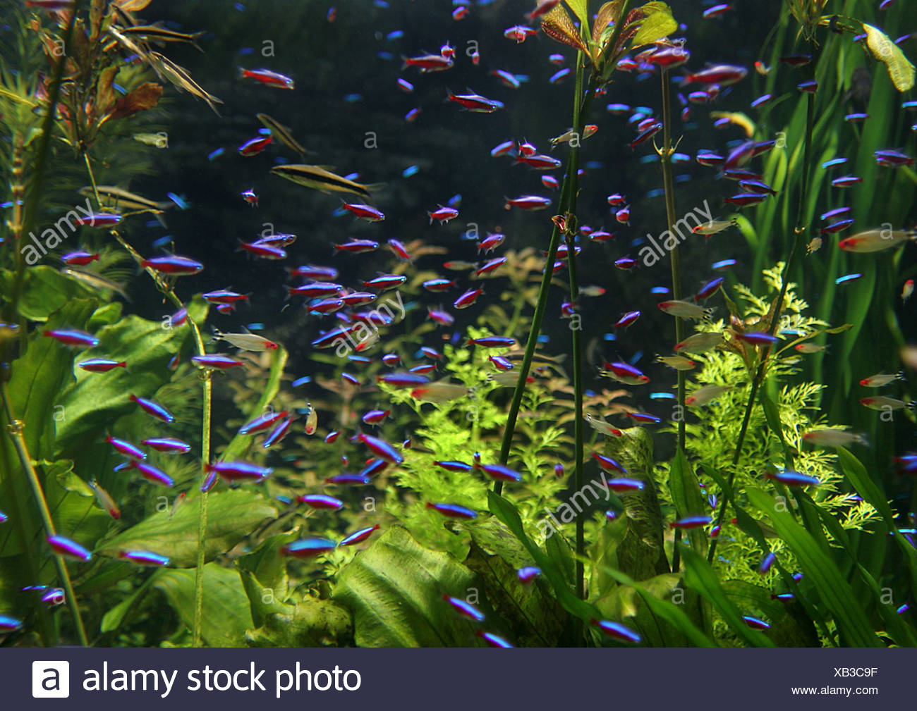 Cardinal Tetra Paracheirodon Axelrodi Shoal In An Aquarium High ...