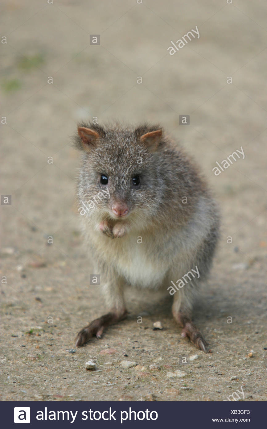 Rufous Bettong High Resolution Stock Photography and Images - Alamy