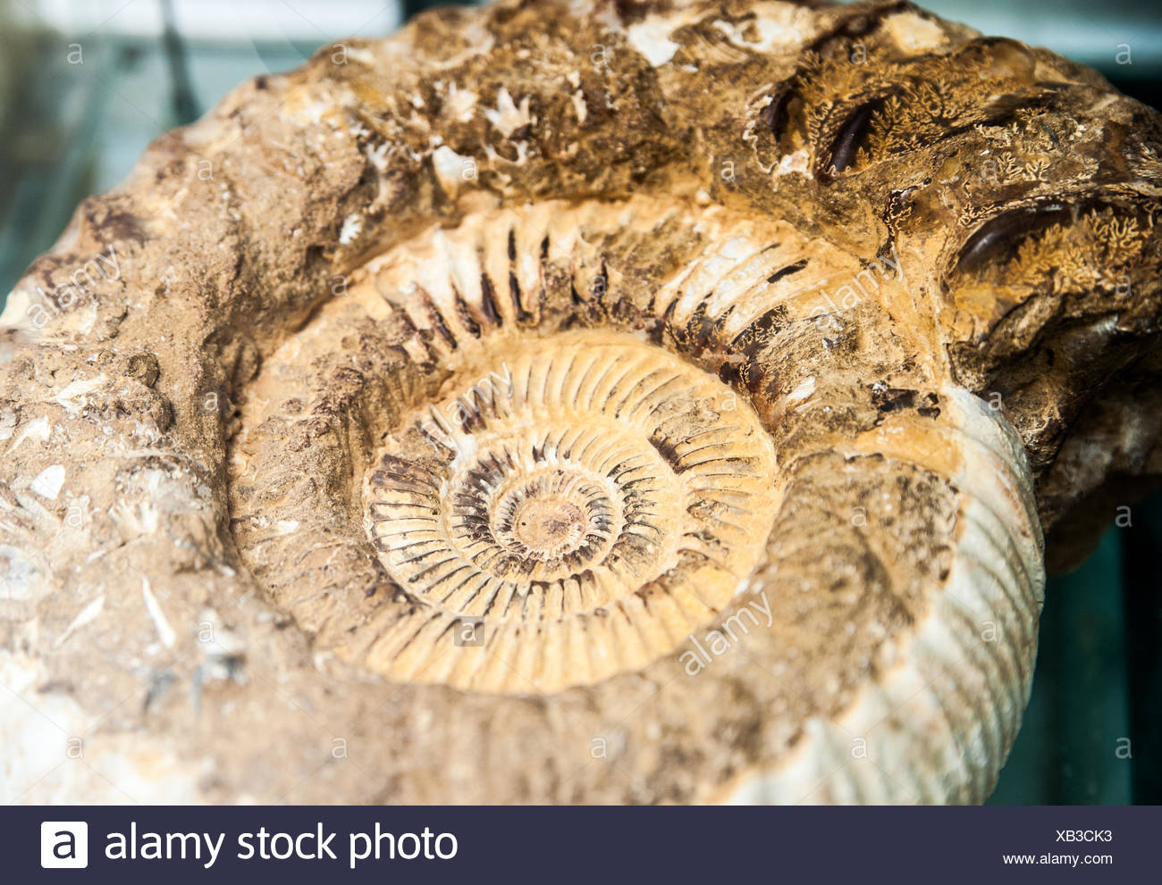 Fossil Snail High Resolution Stock Photography and Images - Alamy