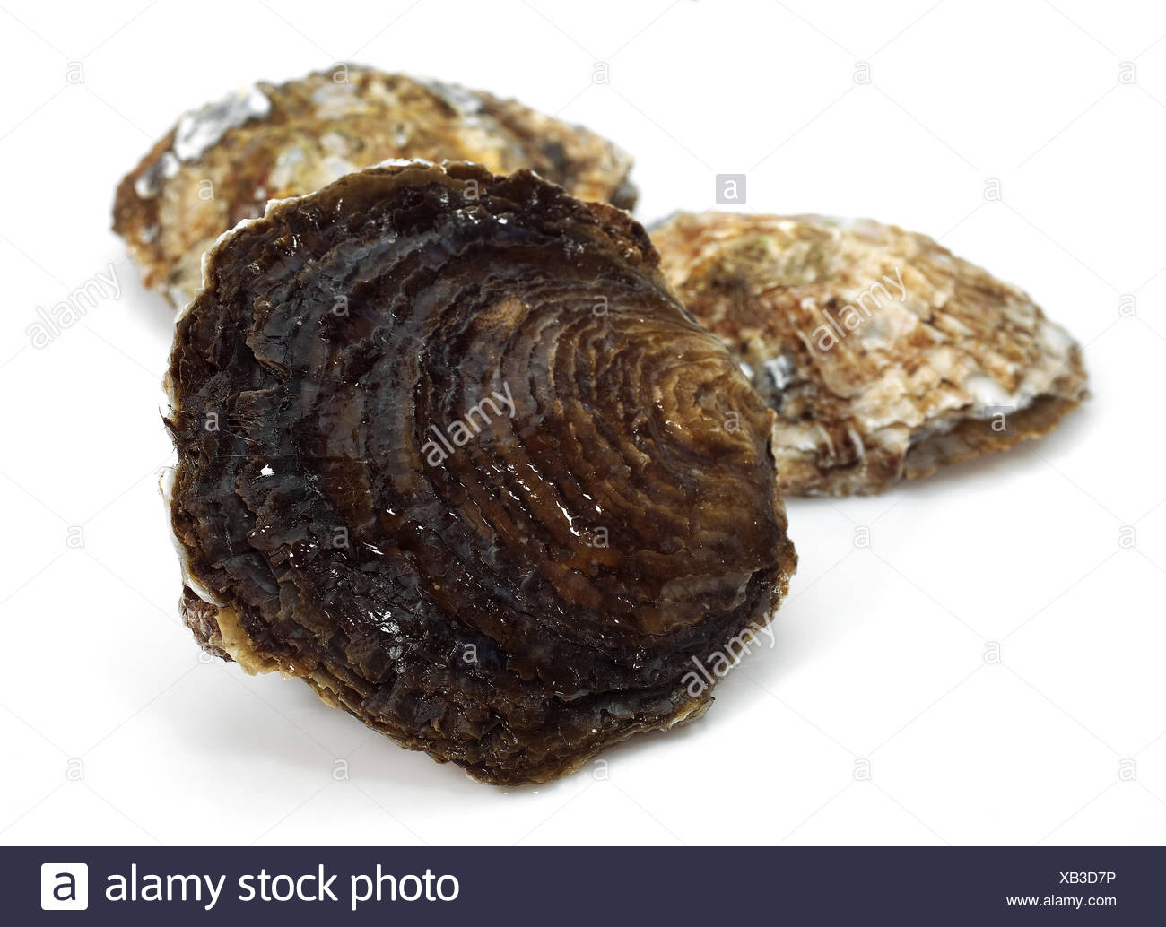 Belon Oyster Ostrea Edulis Stock Photos & Belon Oyster Ostrea Edulis ...