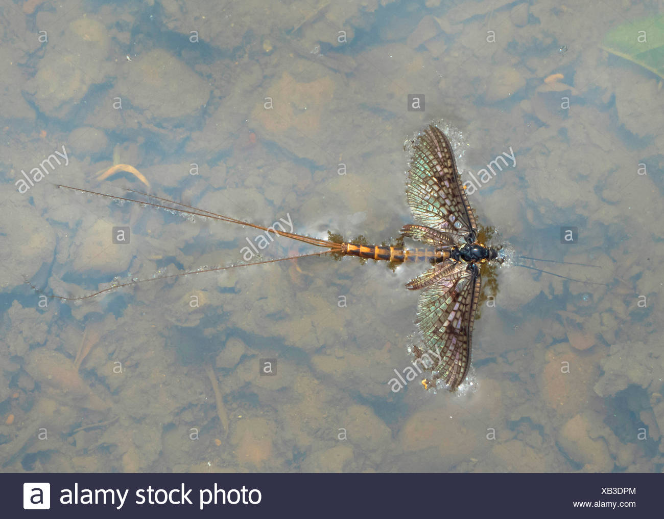 Dead Mayfly Stock Photos & Dead Mayfly Stock Images - Alamy