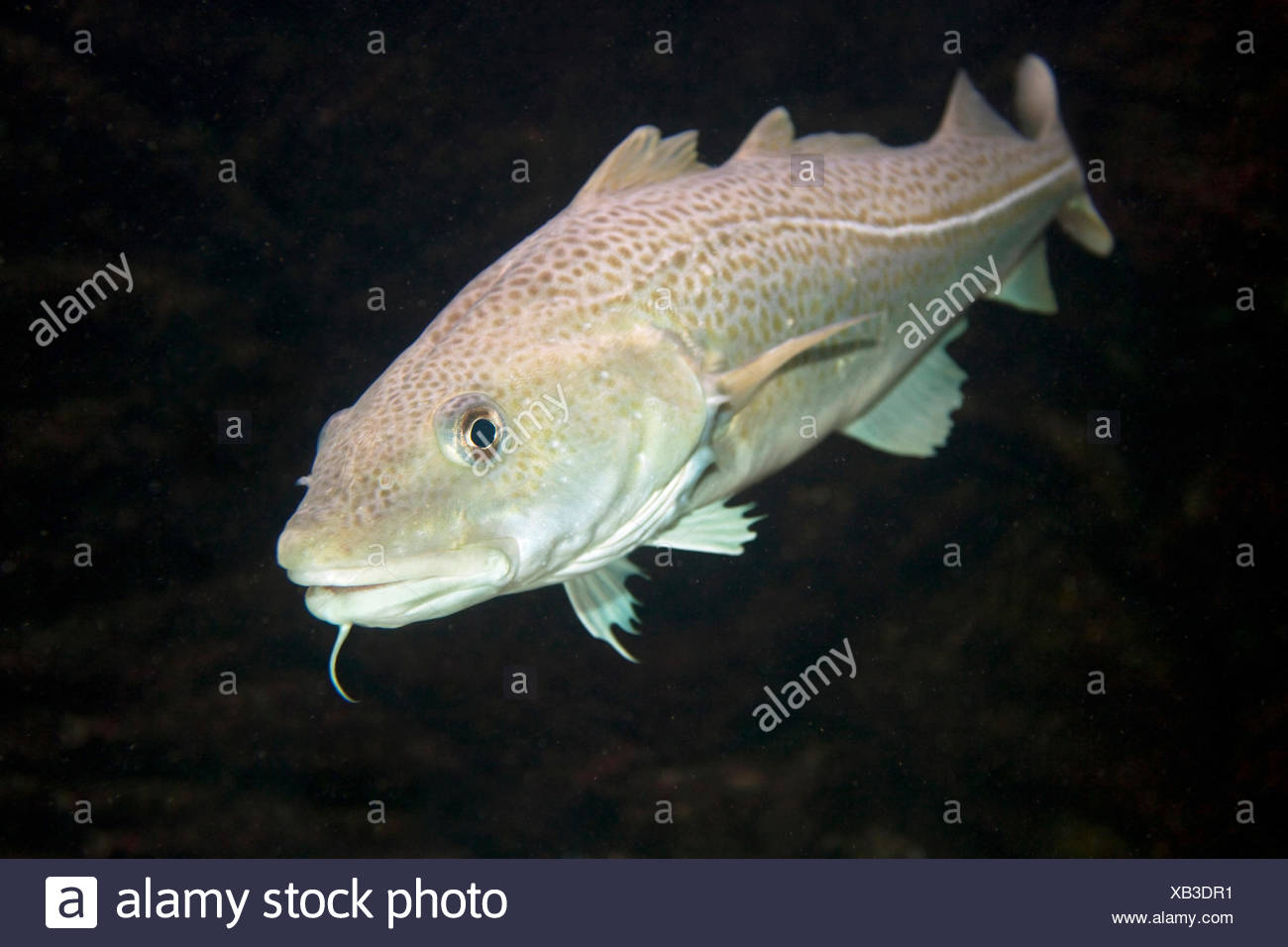 Cod Fish Swimming Stock Photos & Cod Fish Swimming Stock Images - Alamy