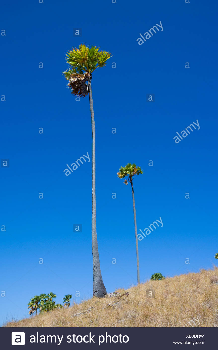 Asian Palmyra Palm Tree High Resolution Stock Photography and Images ...