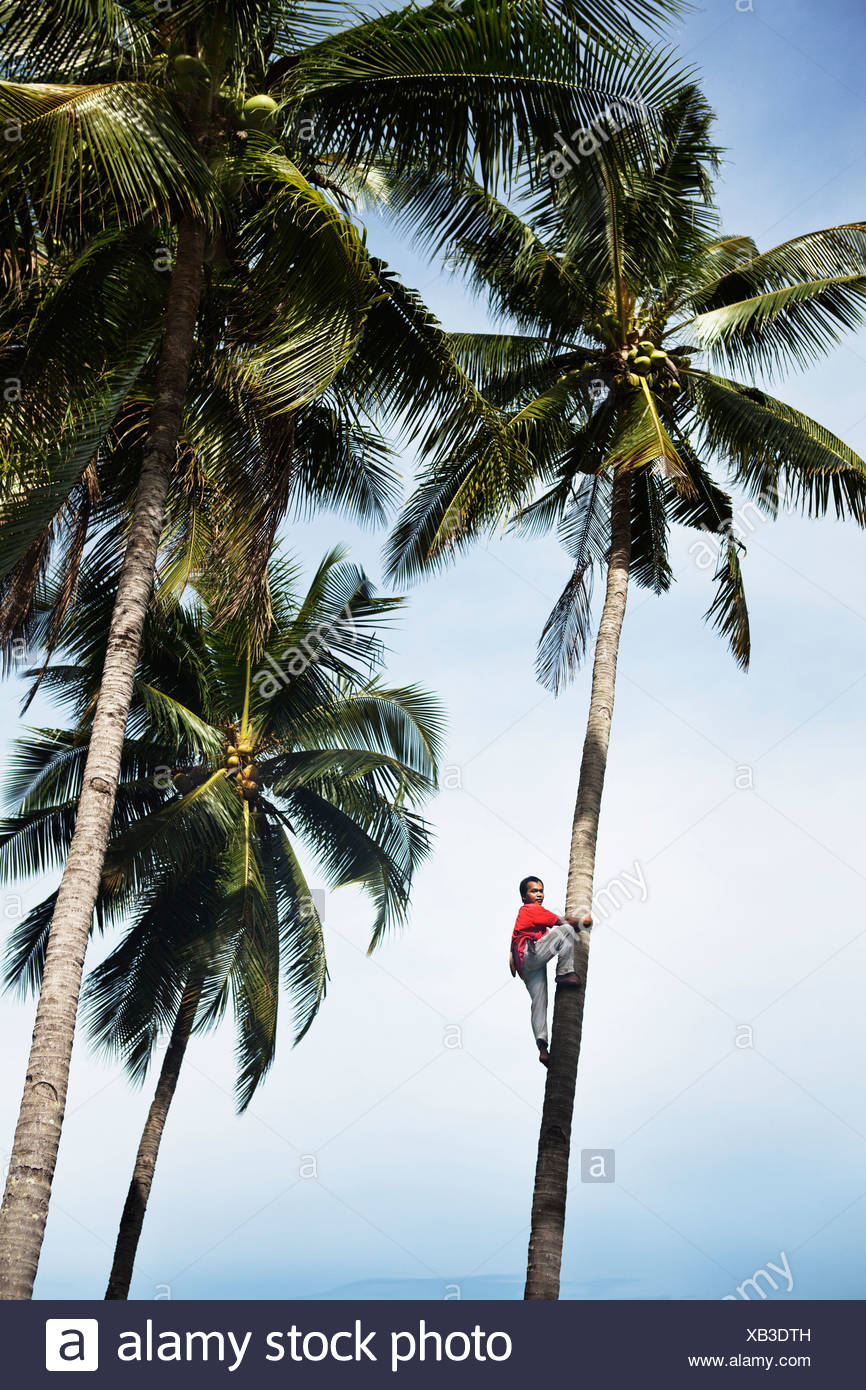Climbing Palm High Resolution Stock Photography and Images - Alamy