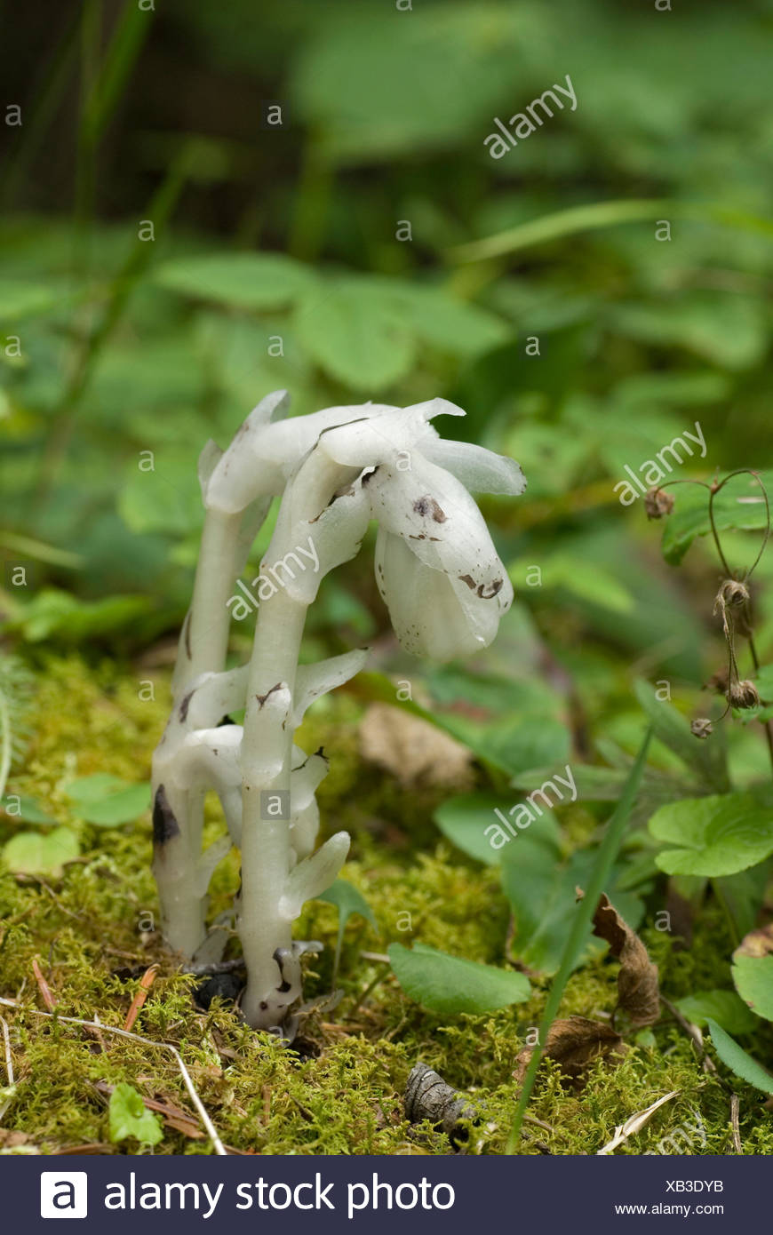 Indian Pipe Monotropa Uniflora High Resolution Stock Photography and ...