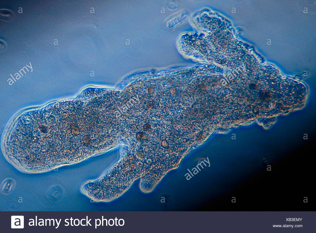 Giant Amoebae High Resolution Stock Photography and Images - Alamy