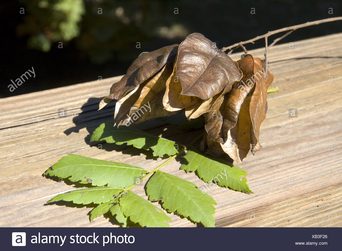 Tree Seed Pods High Resolution Stock Photography and Images - Alamy