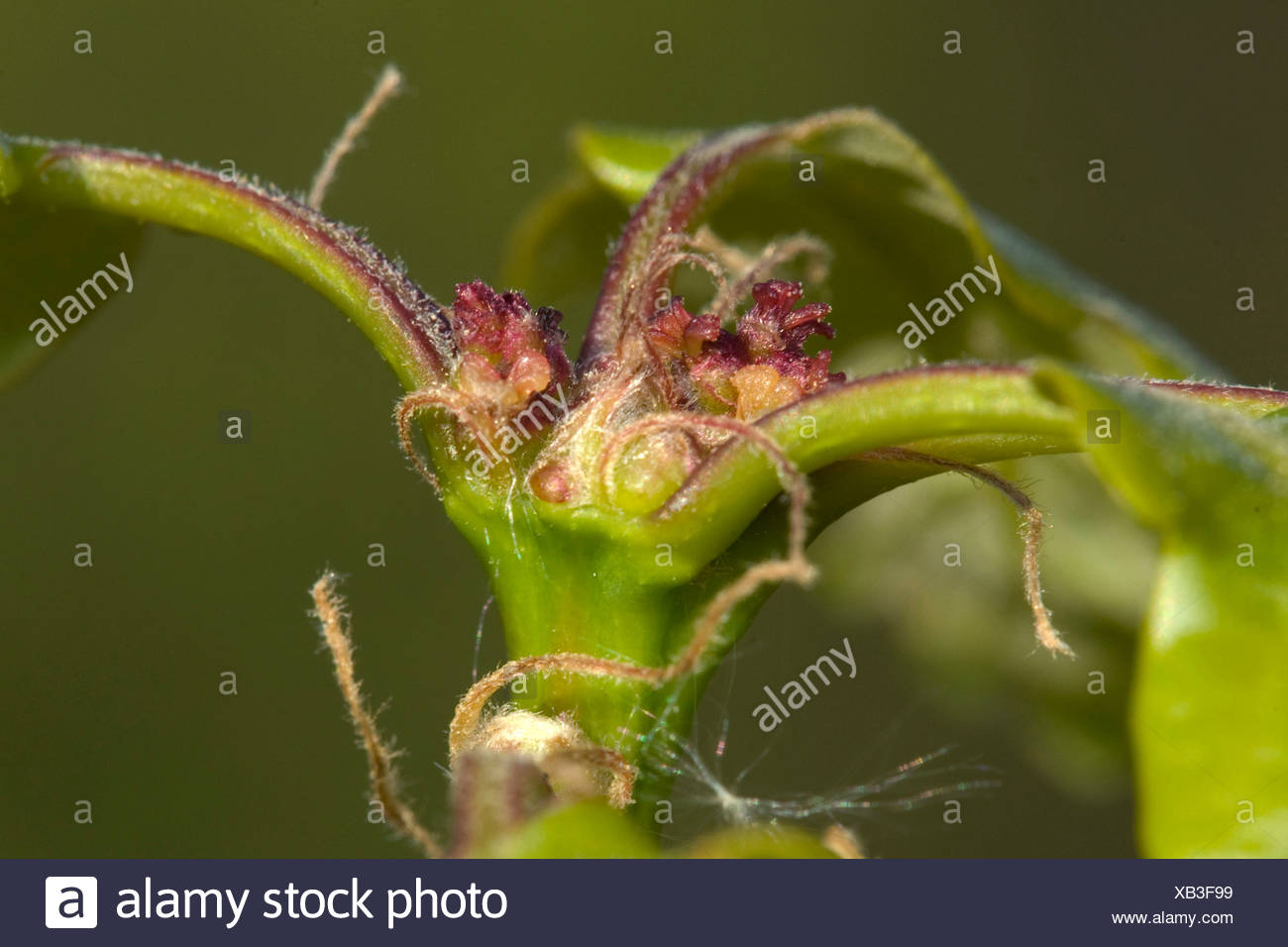 Oak Tree Flowers High Resolution Stock Photography and Images - Alamy