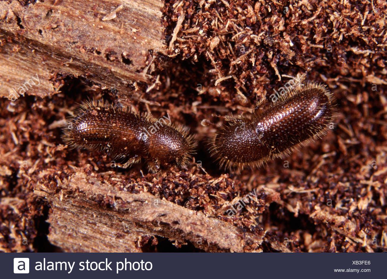 Ips Bark Beetles High Resolution Stock Photography and Images - Alamy