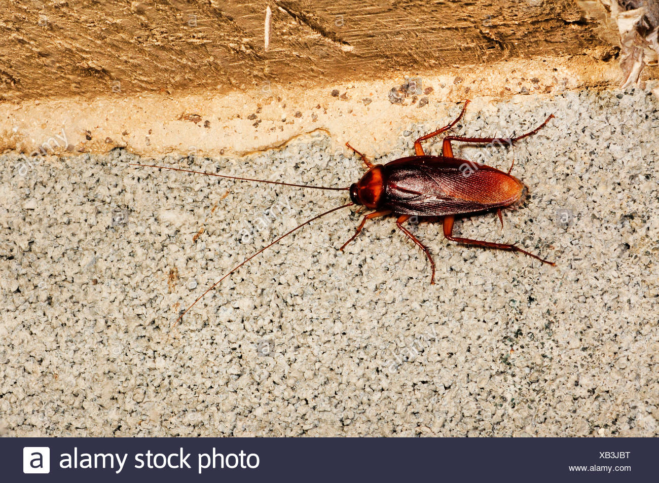 Cockroach Blattodea High Resolution Stock Photography and Images - Alamy