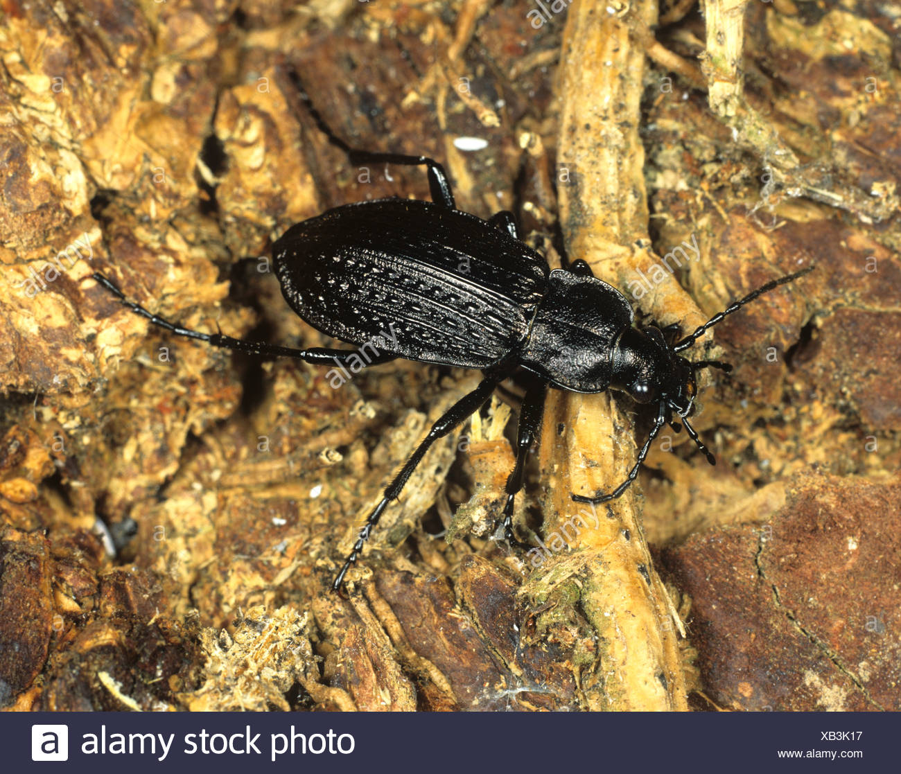 Carabid Ground Beetle Predatory High Resolution Stock Photography and ...