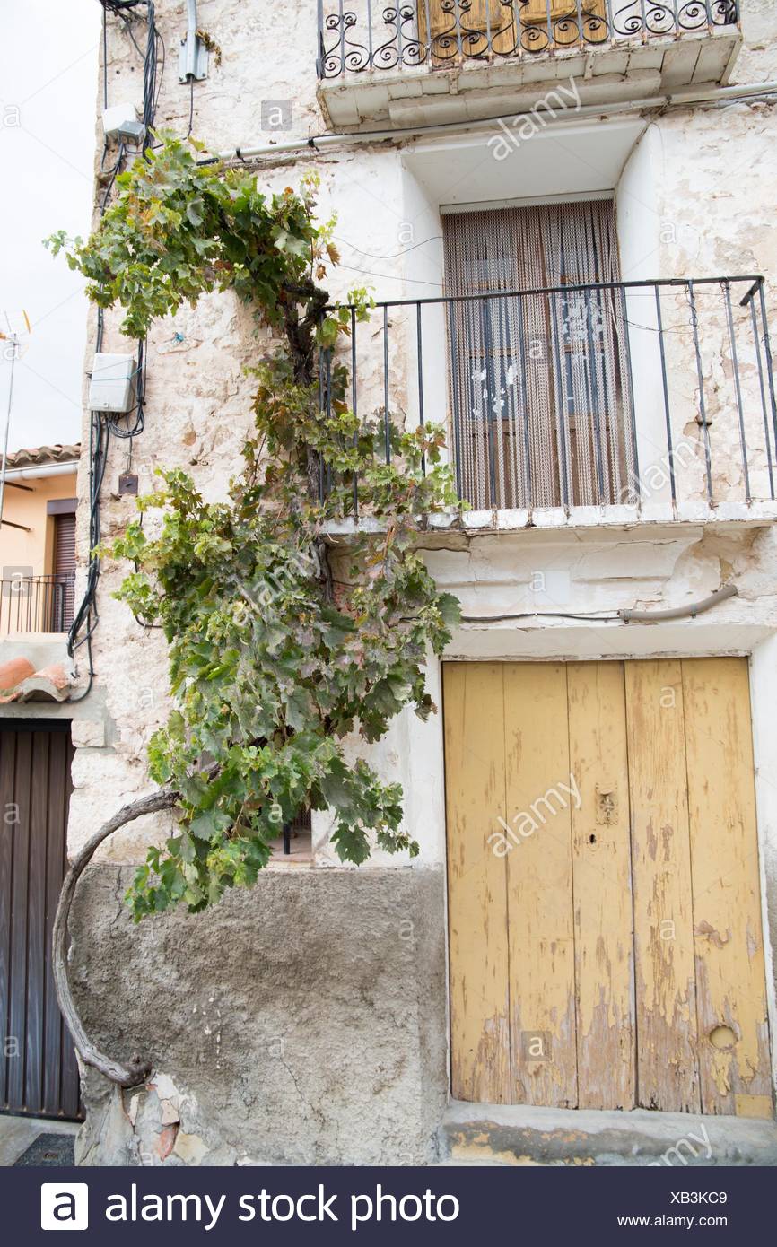 Mora Tree High Resolution Stock Photography and Images - Alamy