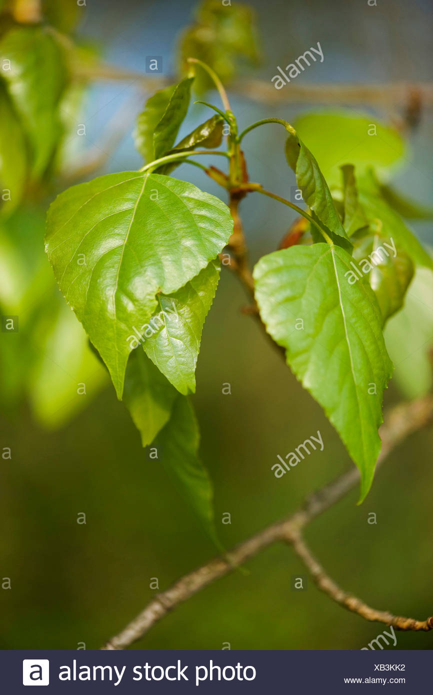 Balm Of Gilead High Resolution Stock Photography and Images - Alamy