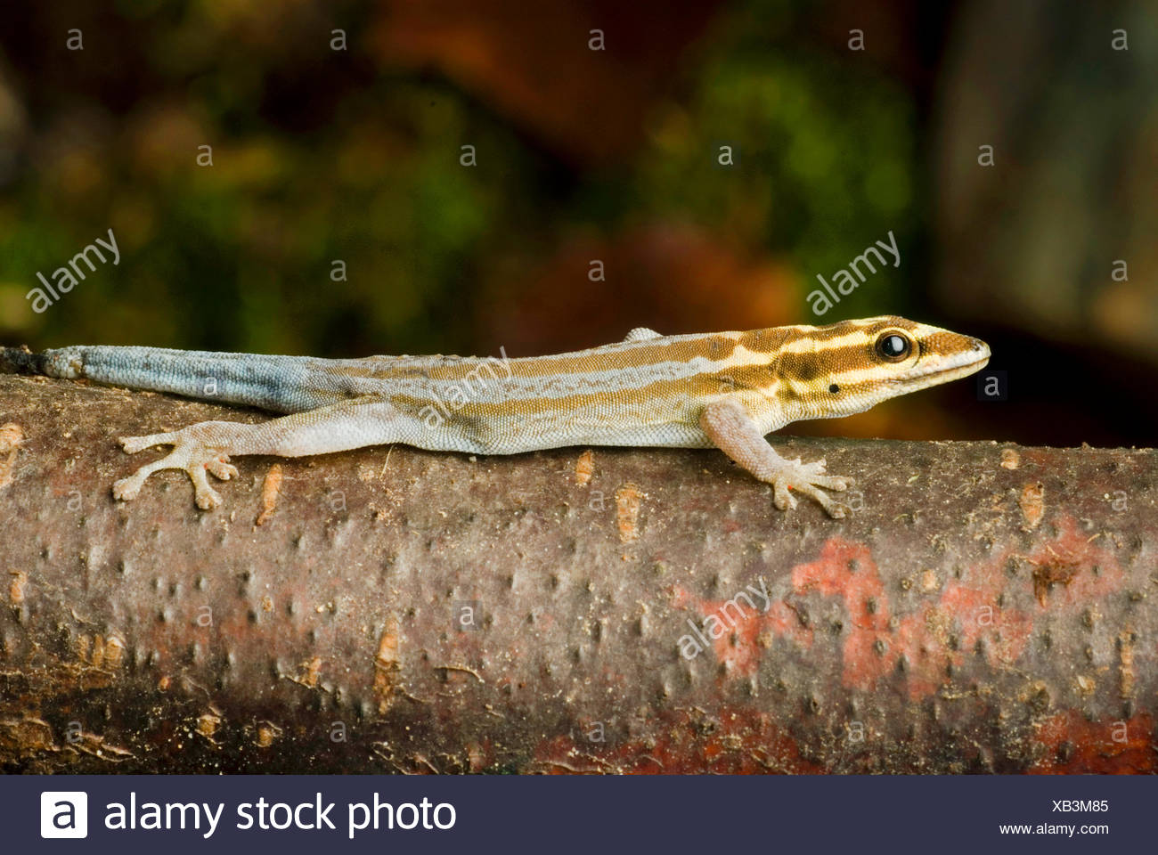 Dwarf Geckos High Resolution Stock Photography and Images - Alamy
