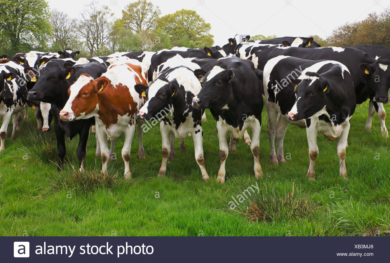Red Holstein High Resolution Stock Photography and Images - Alamy