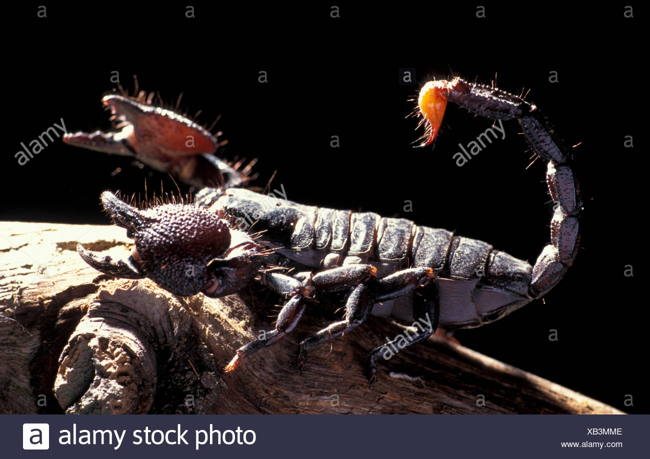 Black Emperor Scorpion High Resolution Stock Photography and Images - Alamy