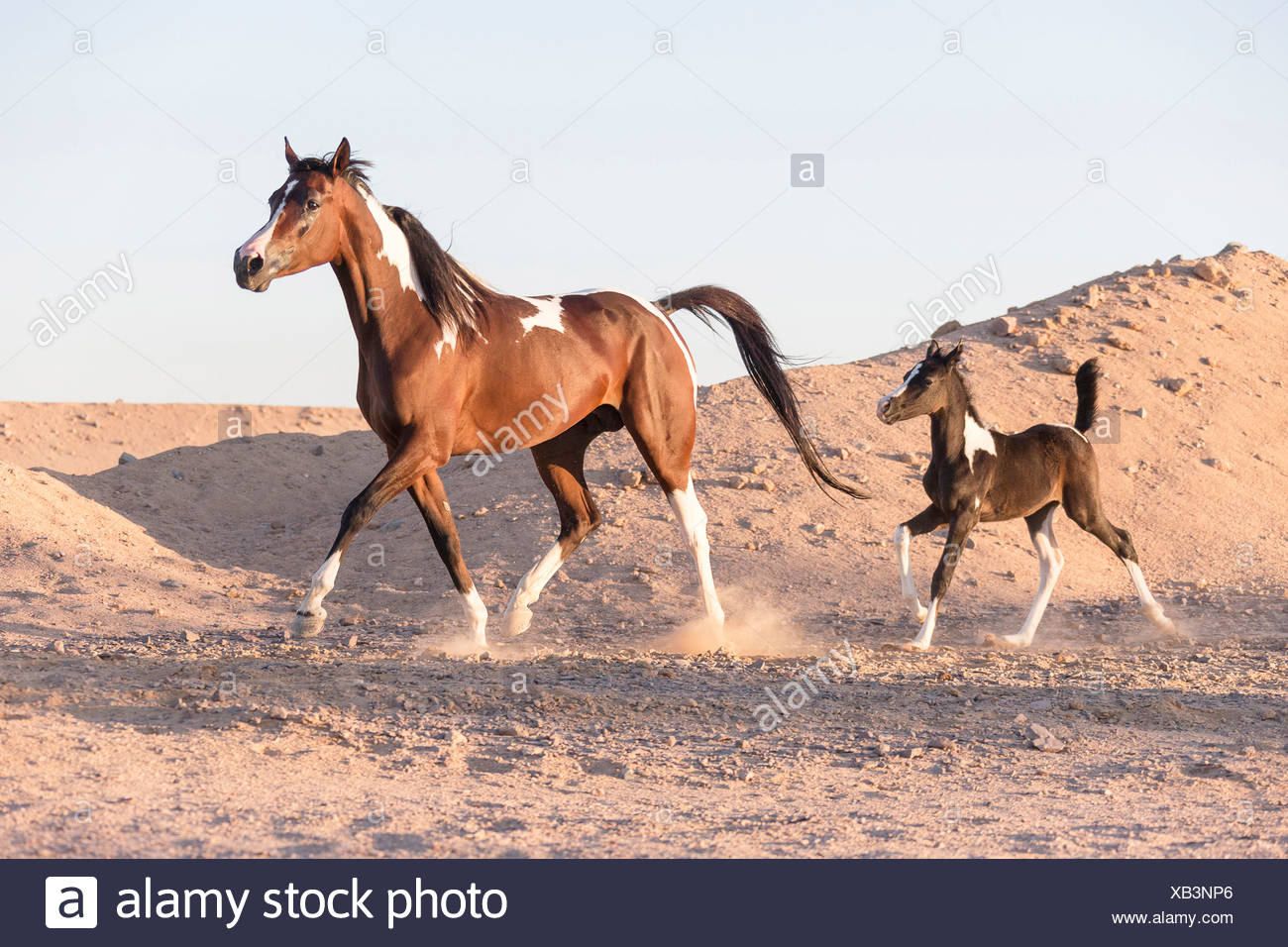 Pinto Arabian Foal High Resolution Stock Photography and Images - Alamy