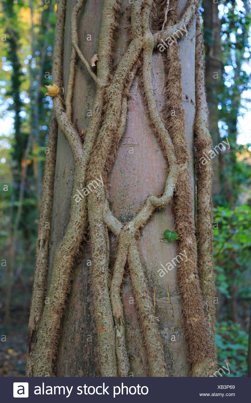 Ivy Roots Tree High Resolution Stock Photography and Images - Alamy