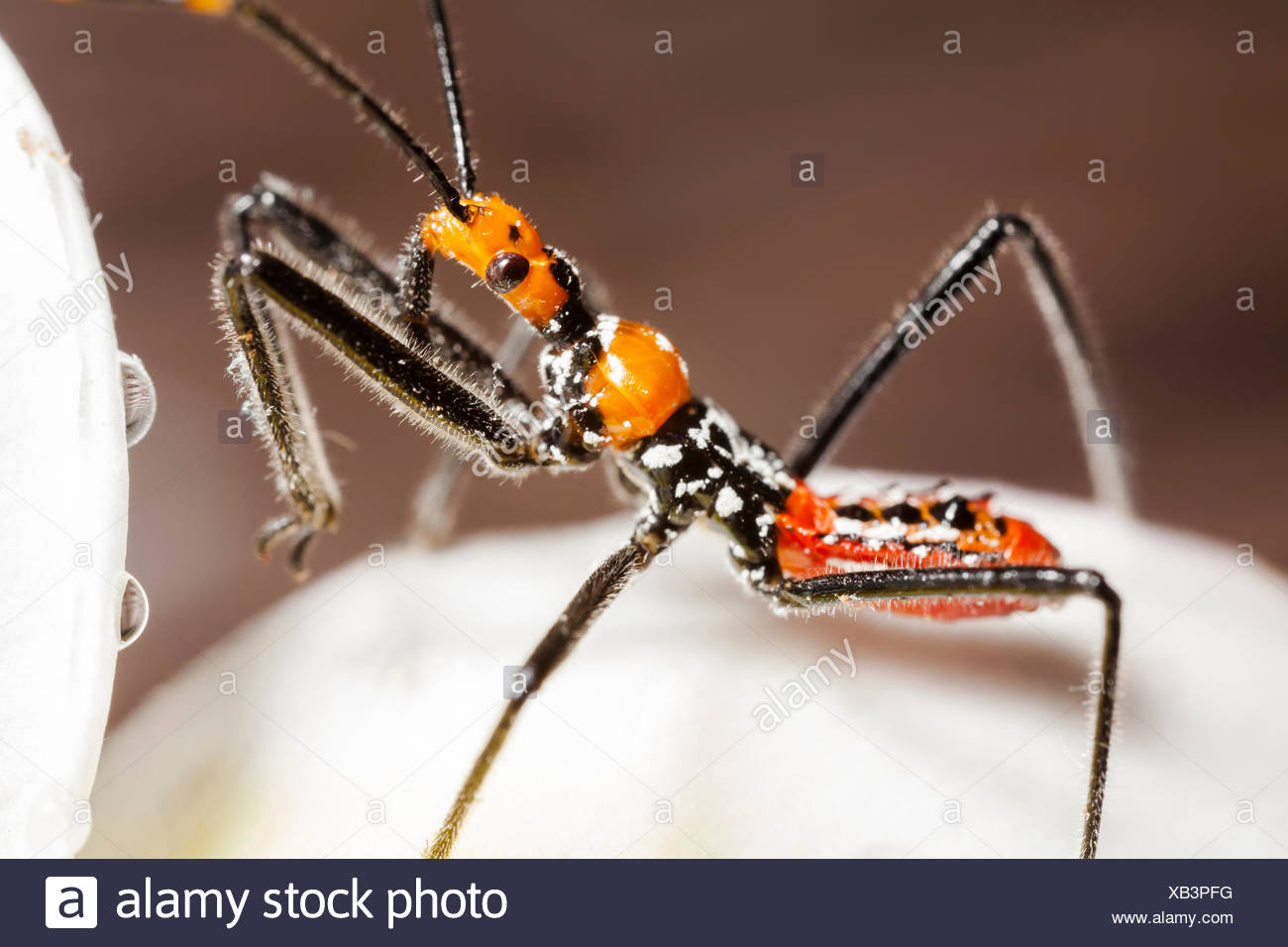 Chinch Bugs High Resolution Stock Photography and Images - Alamy