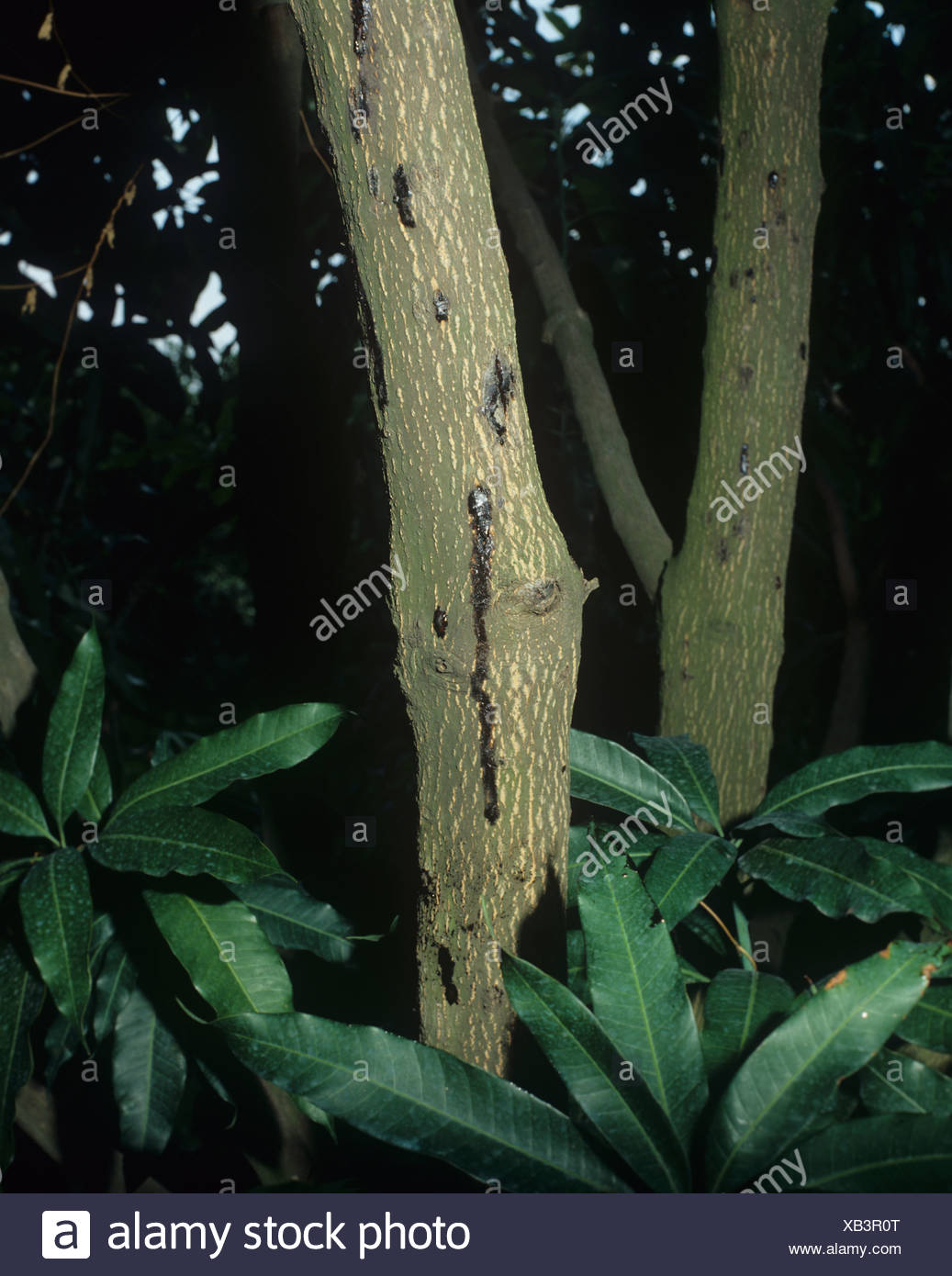 Bleeding Disorder High Resolution Stock Photography and Images - Alamy