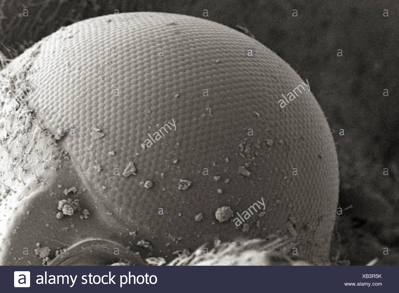 Compound Eye Sem High Resolution Stock Photography and Images - Alamy