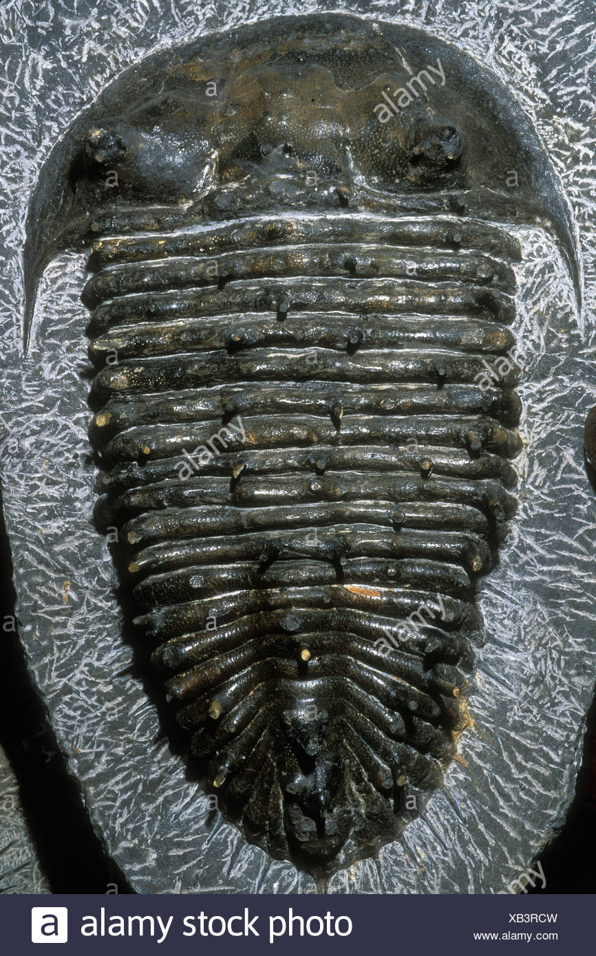 Extremely Rare Animals High Resolution Stock Photography and Images - Alamy