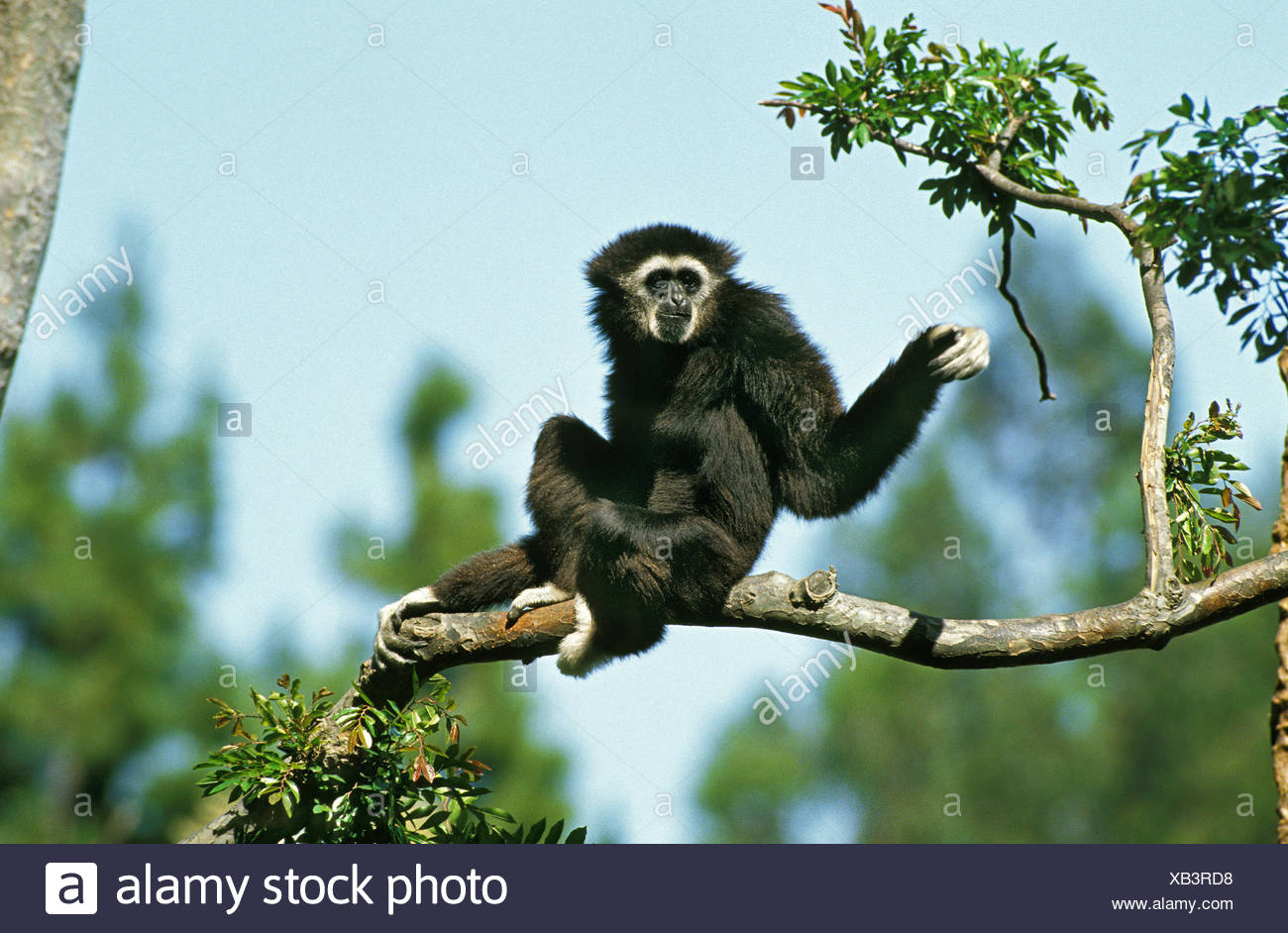 Lar Gibbons Stock Photos & Lar Gibbons Stock Images - Alamy