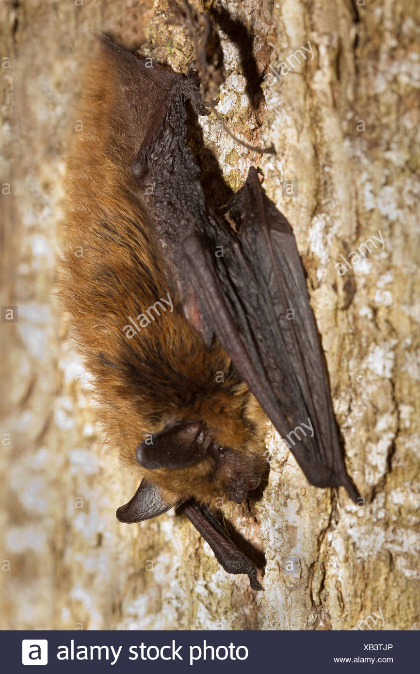 Myotis Septentrionalis High Resolution Stock Photography and Images - Alamy